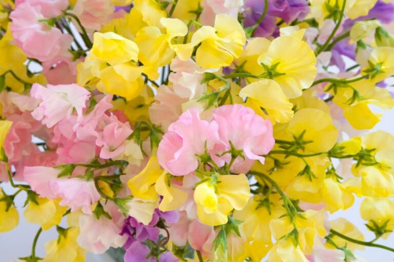 スイートピーの花言葉は「門出」色別の花言葉や育て方を解説 | 胡蝶蘭・スタンド花のプレミアガーデン